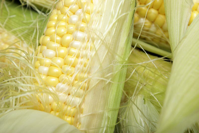 Corn on the Cobb stock photo. Image of kernel, husk, freshness - 14567392