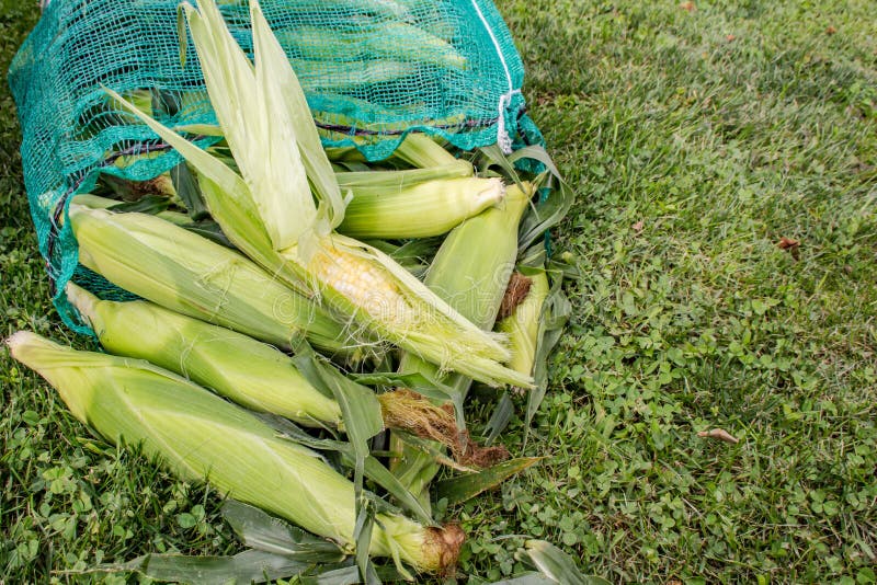 Corn on the Cobb in a Big Bag Stock Image - Image of peel, sack: 263108949