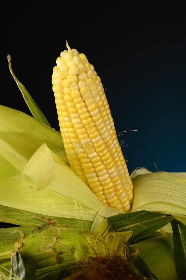Corn on the Cobb stock photo. Image of healthy, horizontal - 201442740