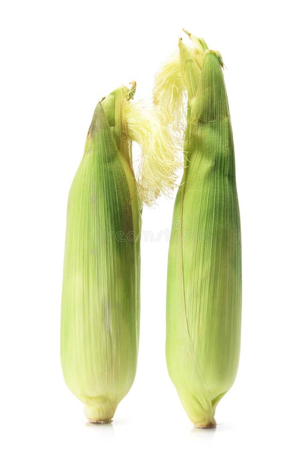 Corn Cobs stock image. Image of fresh, agriculture, husk - 16717527