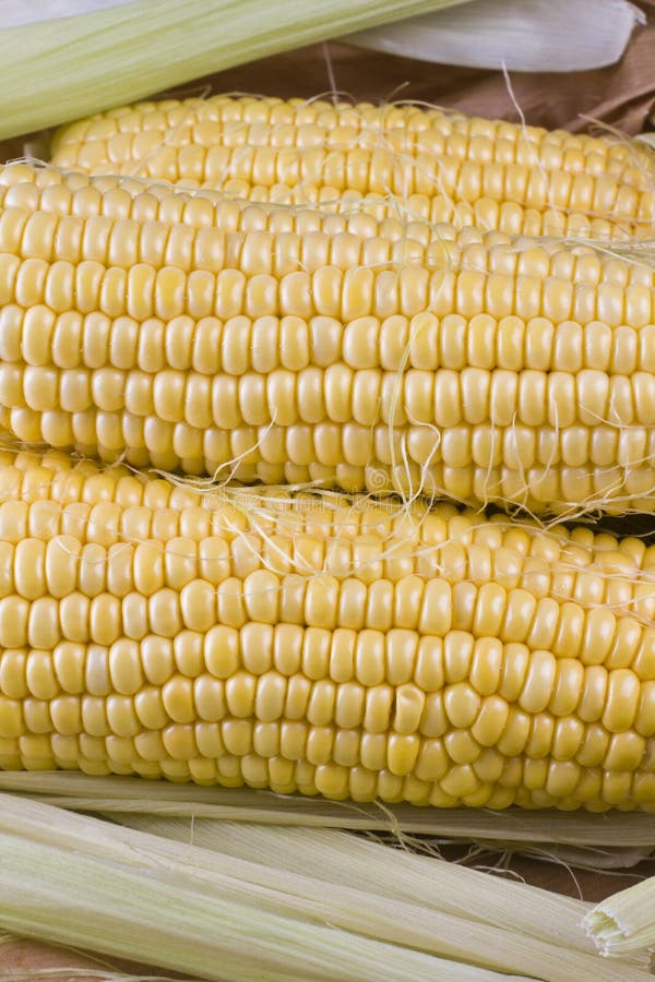 Corn cobs stock photo. Image of uncooked, vegetable, plant - 17545050