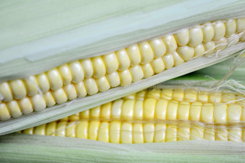 Corn cobs stock photo. Image of maize, vegetable, rows - 17785182
