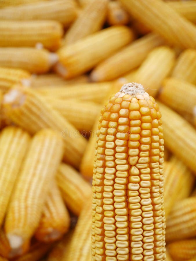 Corn cobs stock photo. Image of farming, fall, form, maize - 23523812