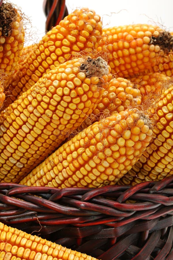 RED CORN COB stock photo. Image of vegetable, husk, masa - 21246490