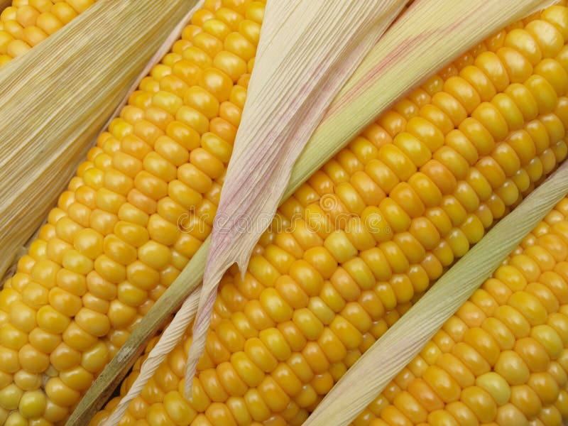 Corn cobs stock image. Image of cornonthecob, close, forage - 27872493