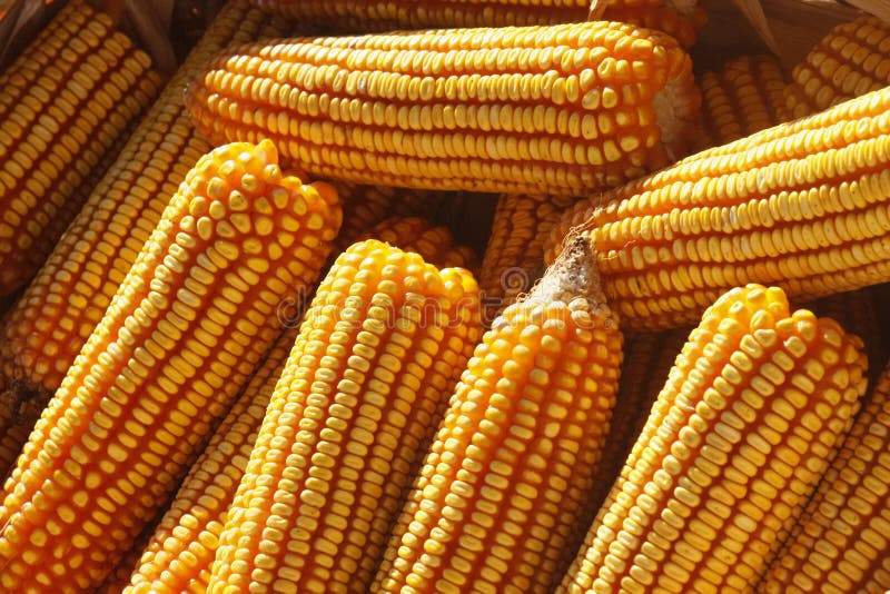 Colored corn cobs stock image. Image of health, fresh - 26826713
