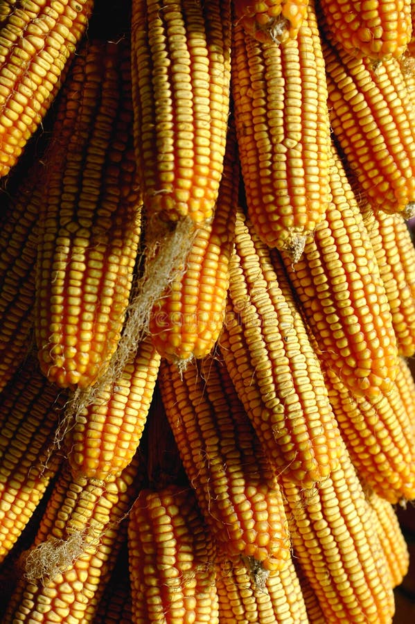 Gold Corn Picture. Image: 6517578