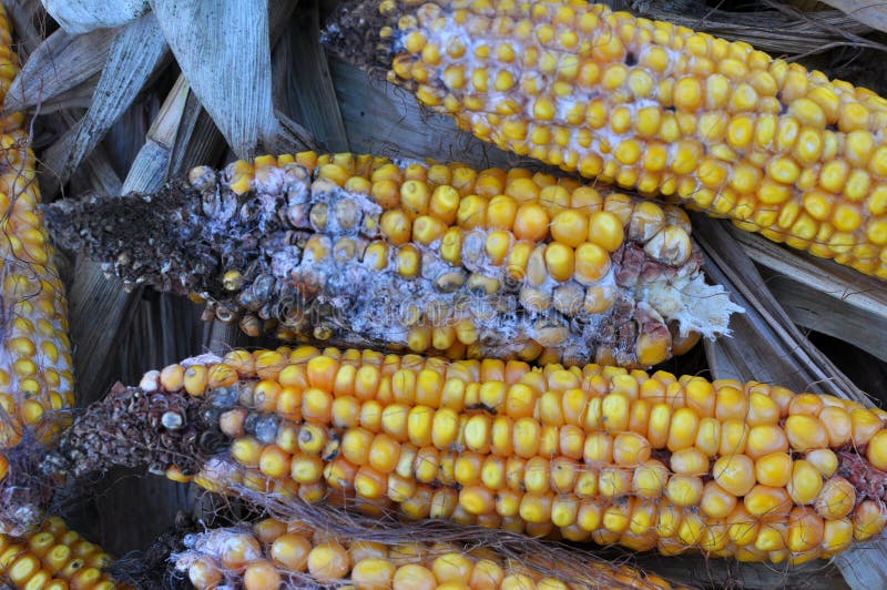 Corn Cobs are Affected by Fusarium - the Causative Agent of Fusarium ...