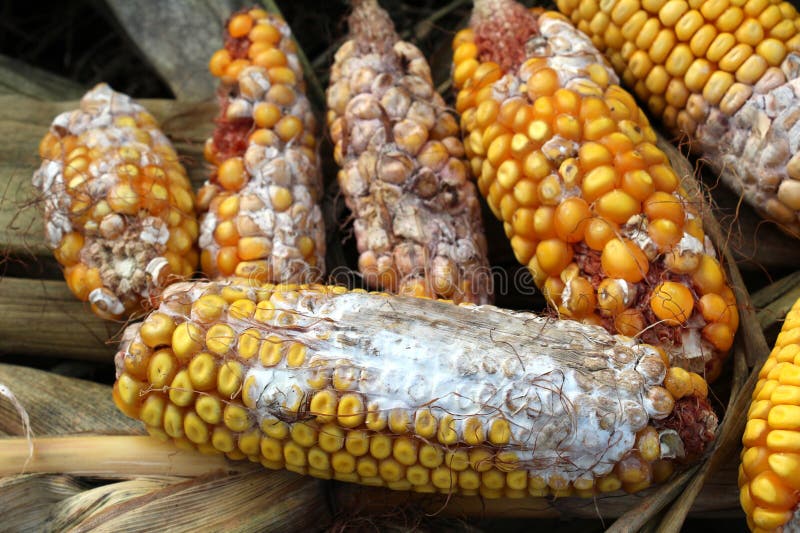 Corn Cobs are Affected by Fusarium - the Causative Agent of Fusarium ...