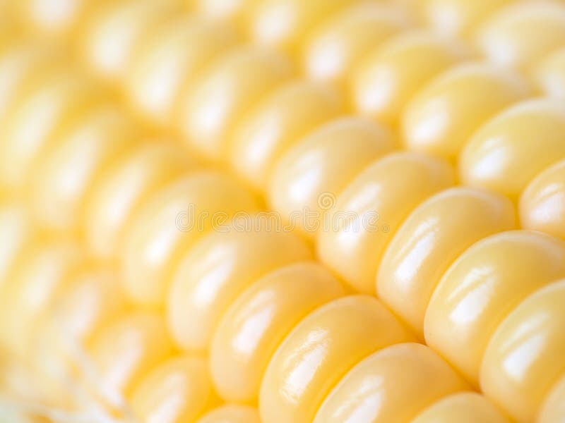 Corn cobs background stock photo. Image of grain, background - 21772228