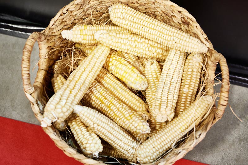 Corn cobs in basket stock image. Image of seeds, food - 345290657