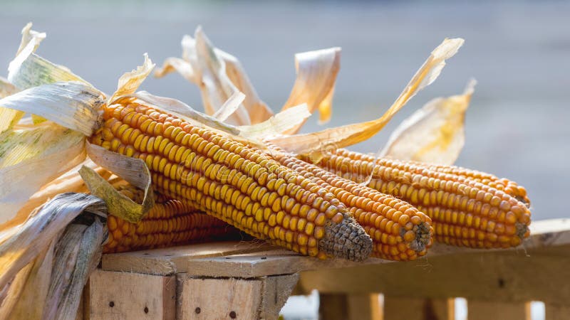 Corn Cobs on a Blurred Background, Corn for Consumption Stock Image ...