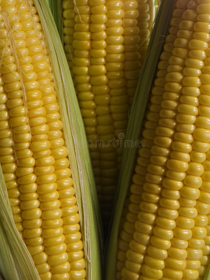 Corn cobs stock image. Image of life, kernels, culture - 52783999