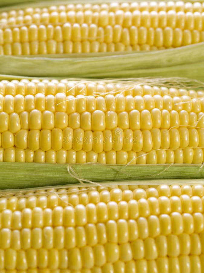 Corn cobs stock image. Image of american, agriculture - 52784875