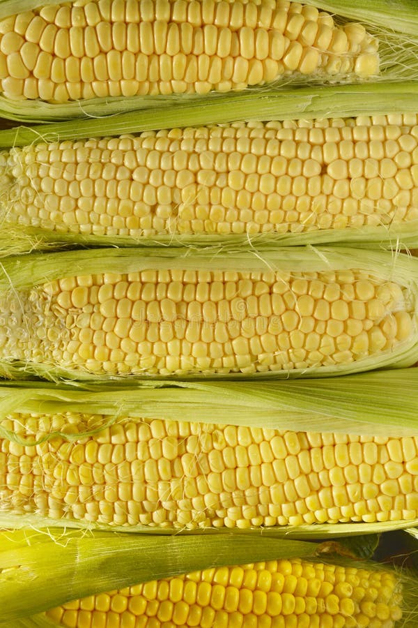 Corn cobs stock image. Image of material, green, corn - 302258911