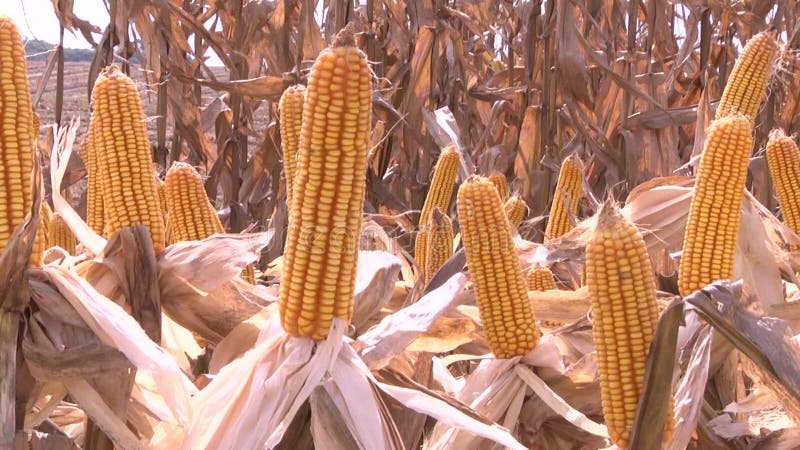 Red Corn Cobs are Good for Tortillas and Other Dishes Stock Footage ...