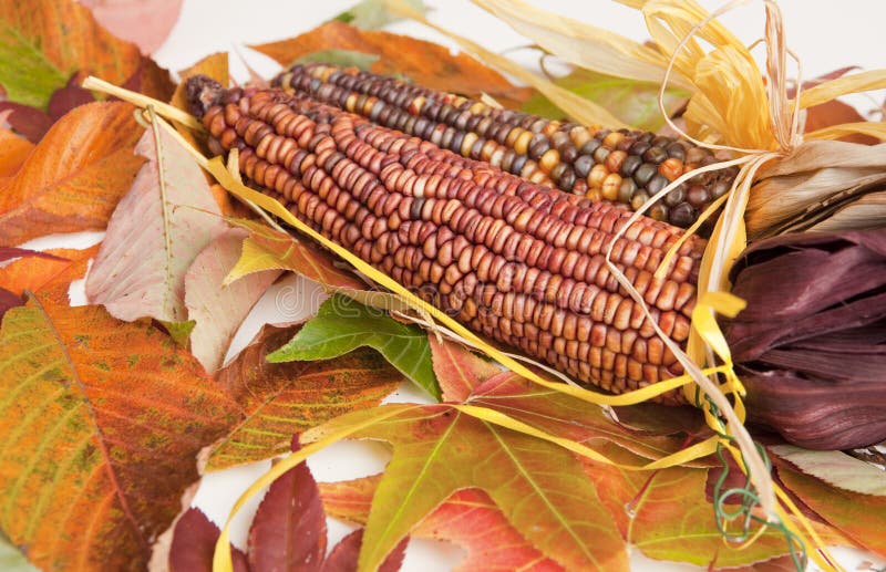 Corn Cobs on Colorful Fall Leaves Background Stock Photo - Image of ...