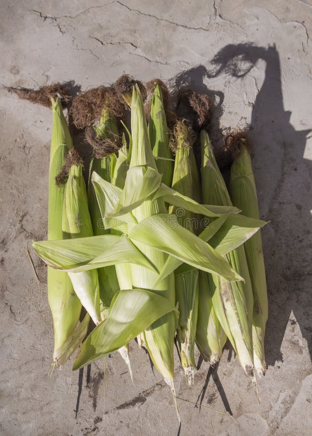 Corn Cobs on a Concrete Background in the Bright Light of the Sun Stock ...