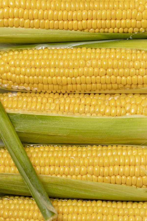 Corn Cobs are Cooked in Pot Cooking Process Stock Image - Image of diet ...