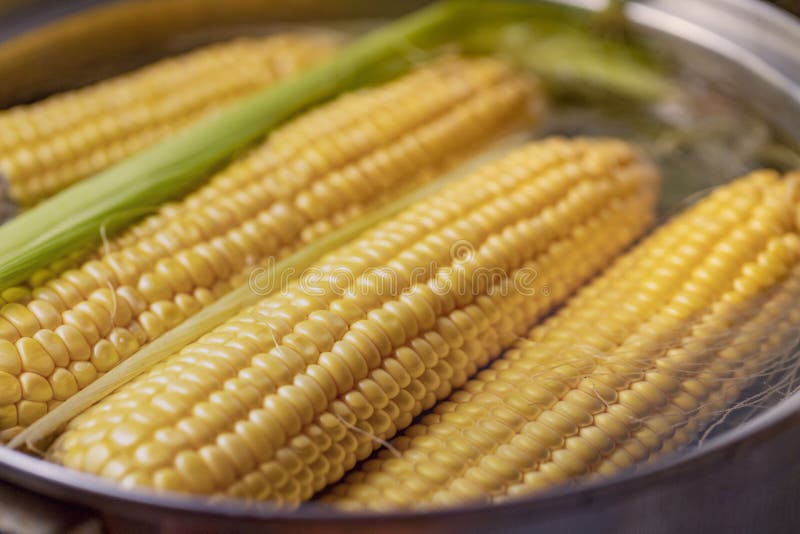 Corn Cobs are Cooked in Pot Cooking Process Stock Image - Image of ...