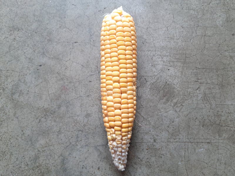 Corn cobs. stock image. Image of vegetable, food, outdoor - 271626789
