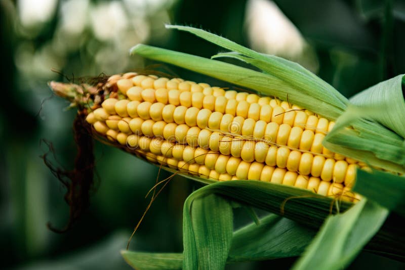 Corn Cobs in Corn Plantation Field. Corn Plants Growing in Summer ...