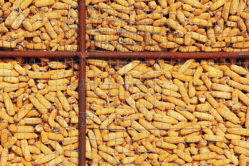 Corn cobs stock photo. Image of steel, farming, agriculture - 47916516