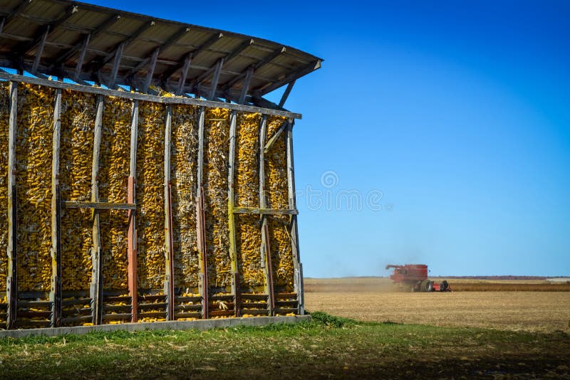 Corn Cobs Drying in an Outdoor Silo on the Edge of the Harvest Field ...