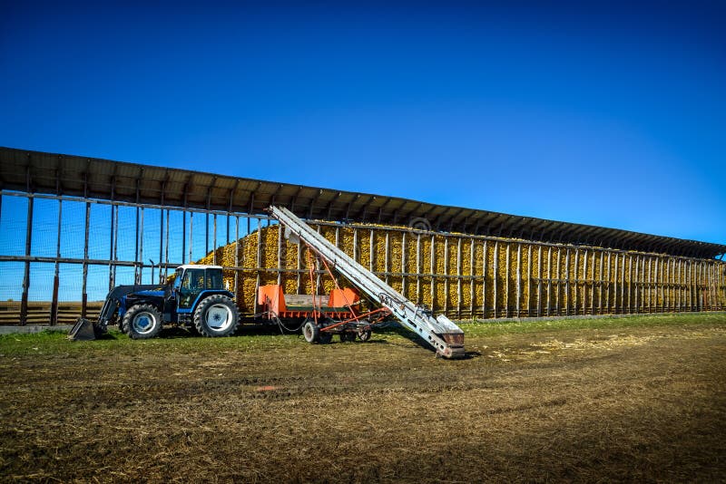 Corn Cobs Drying in an Outdoor Silo on the Edge of the Harvest Field ...
