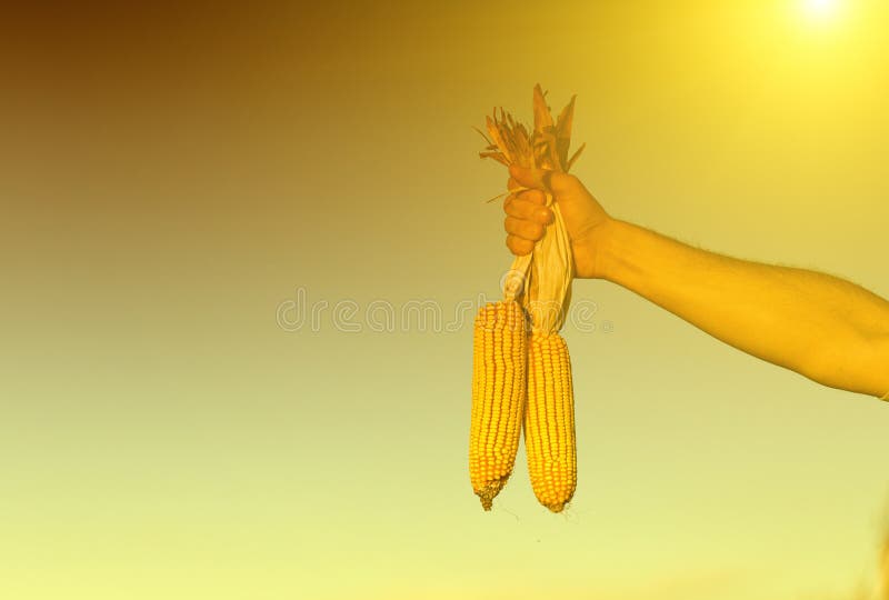 Corn cobs stock image. Image of rural, farmer, food, yellow - 46028167