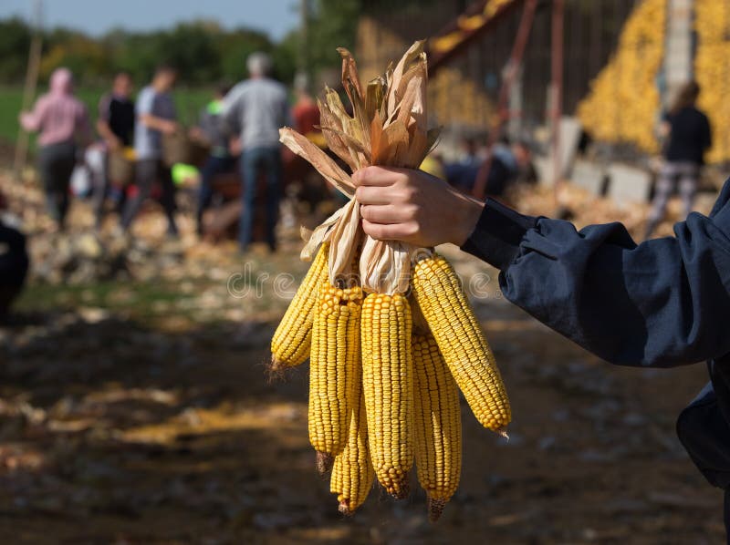 Corn Cobs Lifting by Elevator into Storage Stock Image - Image of close ...