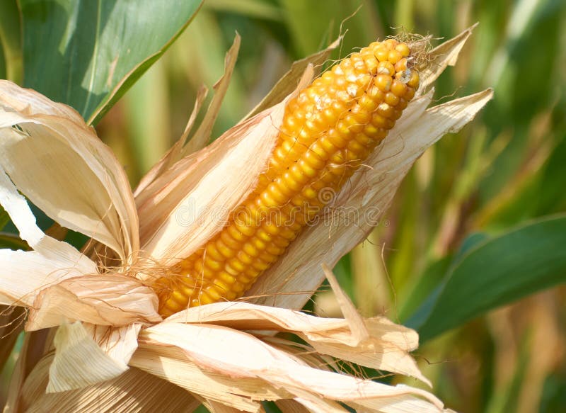 Corn Cobs on the Field in Romania Stock Photo - Image of maize, plant ...