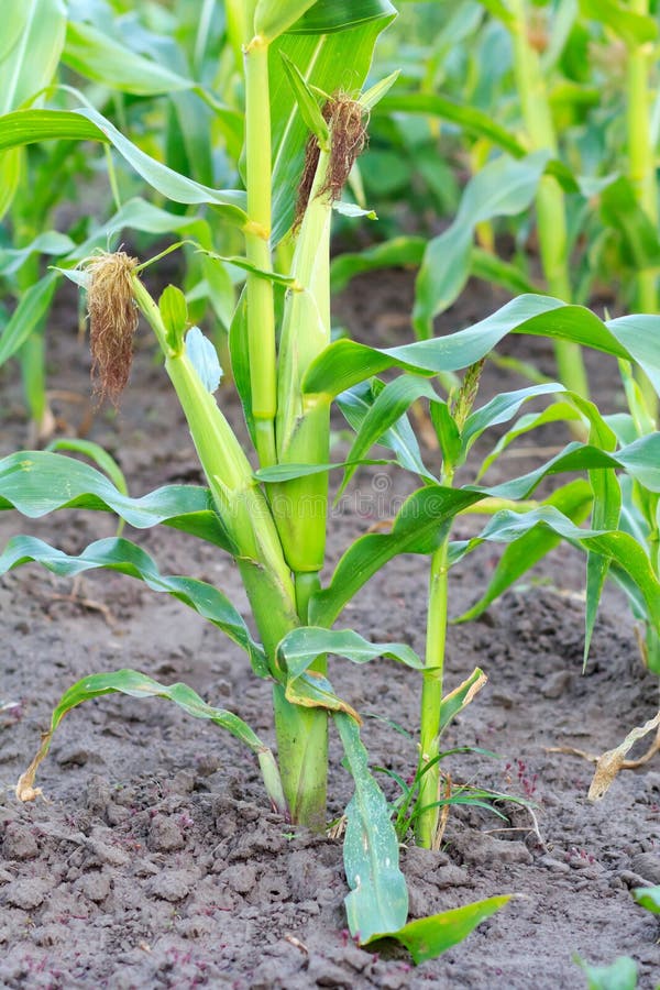 Corn Cobs on a Field in Summer Stock Image - Image of grow, yellow ...