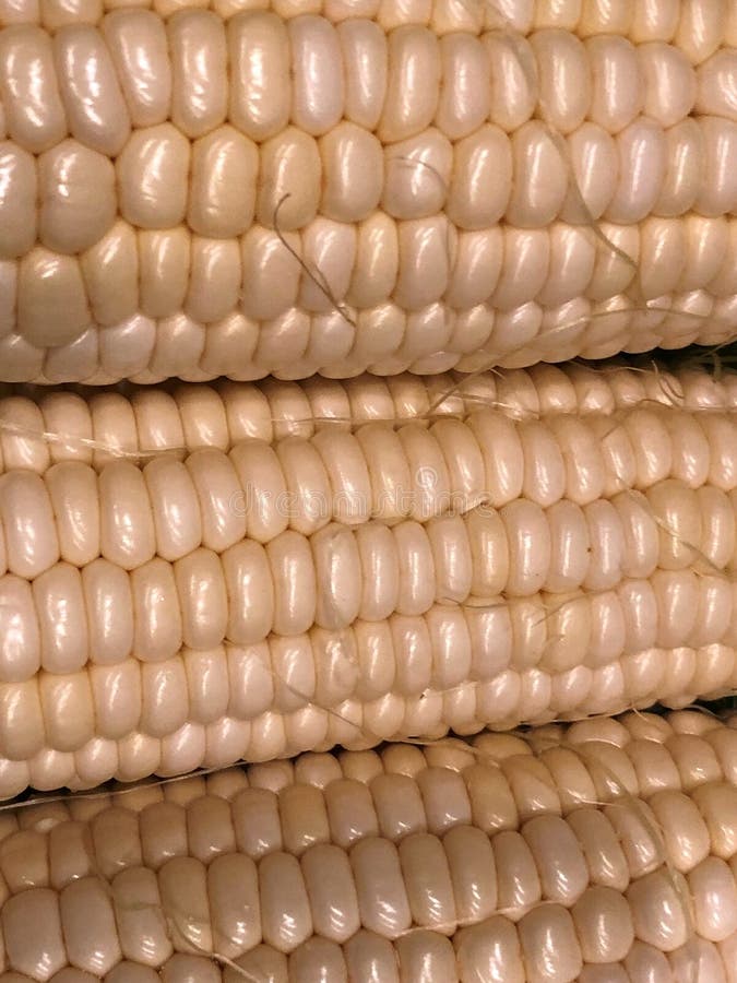 Corn Cobs. stock photo. Image of freshly, snack, peeled - 145729258