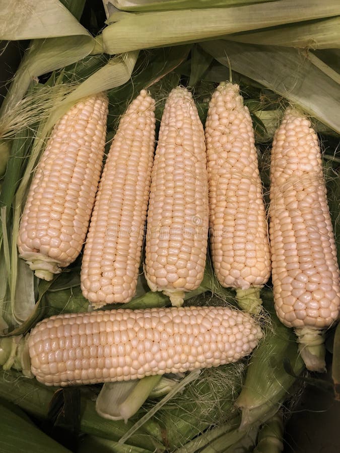 Corn Cobs. stock image. Image of food, natural, colourful - 145729259