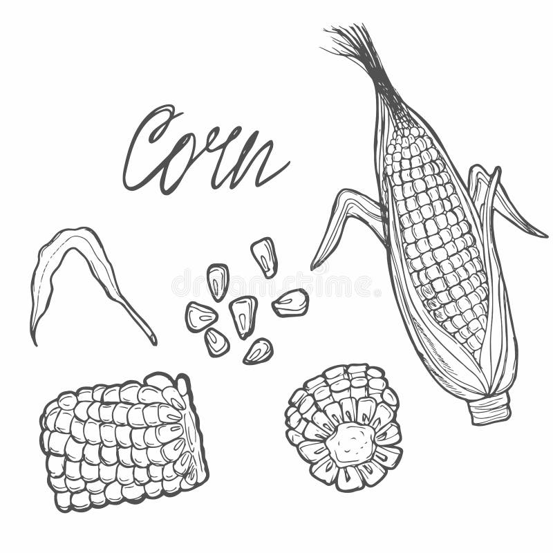 Corn Cobs, Grain, Vector Sketch Illustration. Cereal Agriculture, Hand ...
