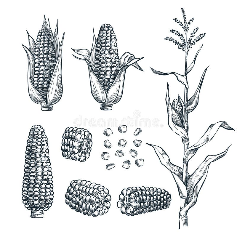 Corn Cobs, Grain, Vector Sketch Illustration. Cereal Agriculture, Hand ...
