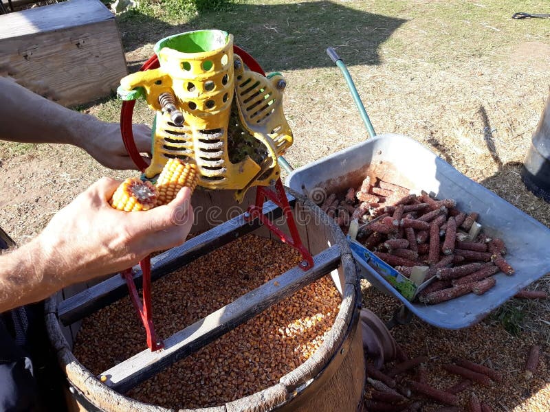 Corn Cobs Hand Shelling Tool Stock Photo - Image of entertainment, hand ...