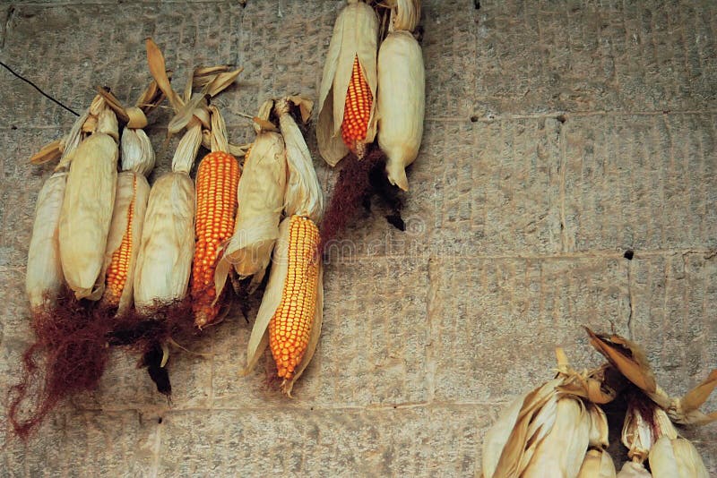 Corn Cobs Hanging on the Stone Wall Stock Photo - Image of simple ...
