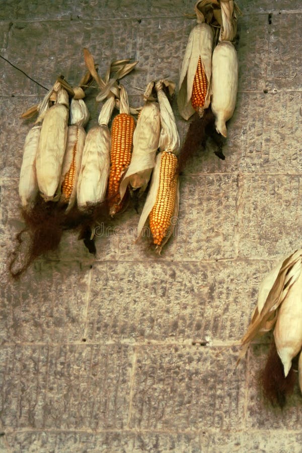 Corn Cobs Hanging on the Stone Wall Stock Photo - Image of china, cobs ...