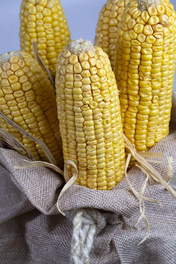 778 Corn Seed Cloth Background Photos - Free & Royalty-Free Stock ...