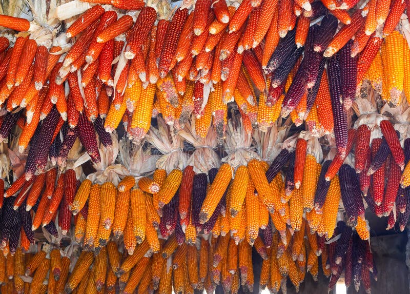 Corn Cobs Hung from the Ceiling To Dry To Avoid Gnawing by Rodents ...
