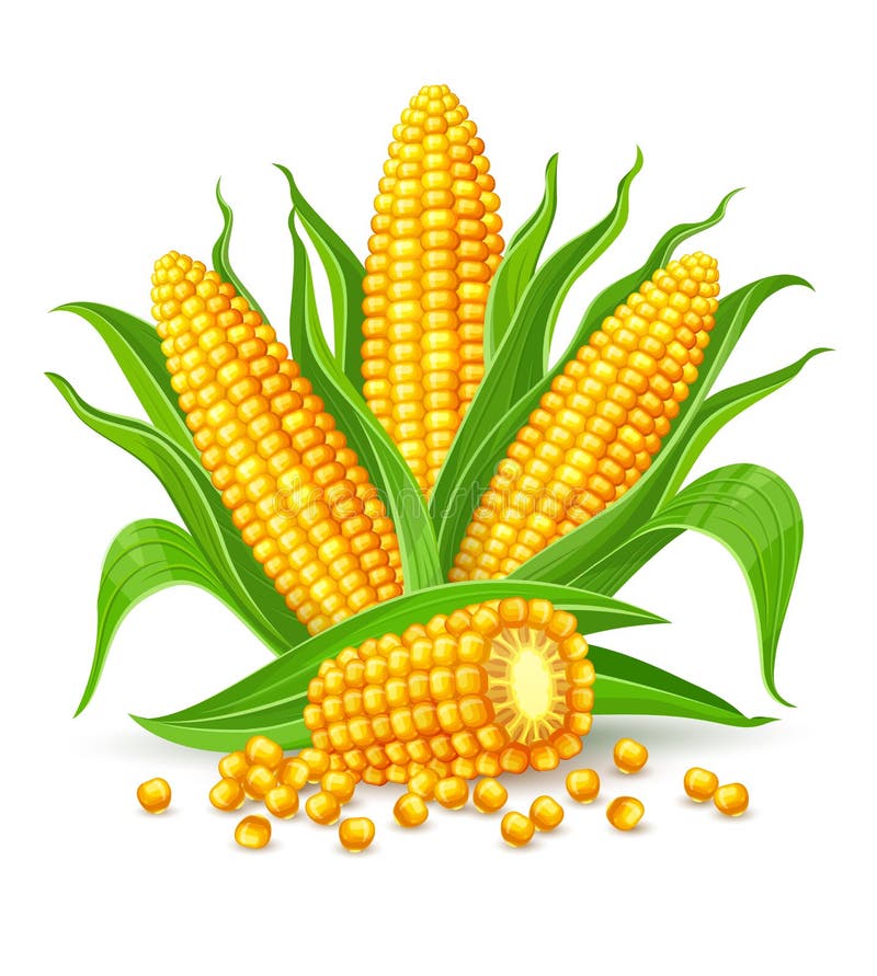 Corn Stock Illustrations – 287,696 Corn Stock Illustrations, Vectors ...
