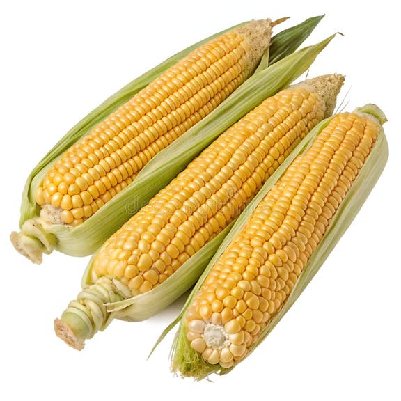 Corn Cobs Isolated on a Transparent Background Stock Illustration ...