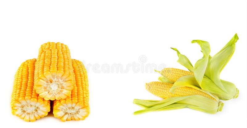 Corn Cobs Isolated on White . Collage. Free Space for Text. Wide Photo ...