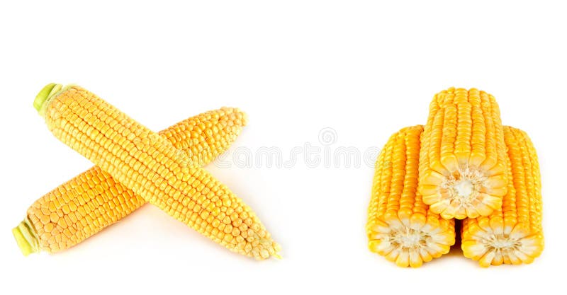 Corn Cobs Isolated on White . Collage. Free Space for Text. Wide Photo ...