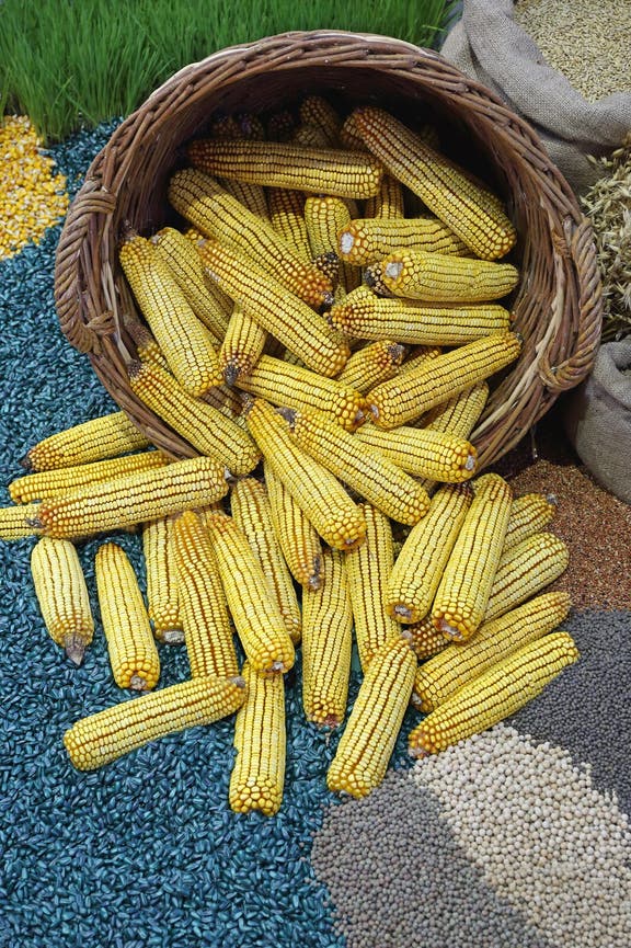Corn Cobs Maize Basket stock photo. Image of food, farm - 367344362