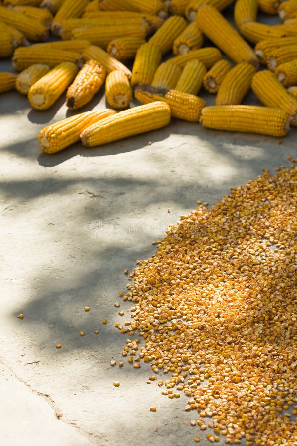 Corn Cobs and Maize Drying in Sun Stock Photo - Image of mais, harvest ...