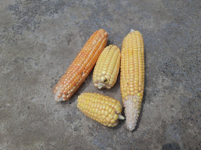 Corn cobs. stock photo. Image of summer, nature, food - 271626776