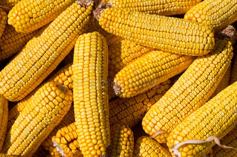 Corn cobs. Maize seed. stock image. Image of harvest - 84311579